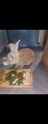 Beautiful male giant flop cross flemish family rabbit For Sale in ...