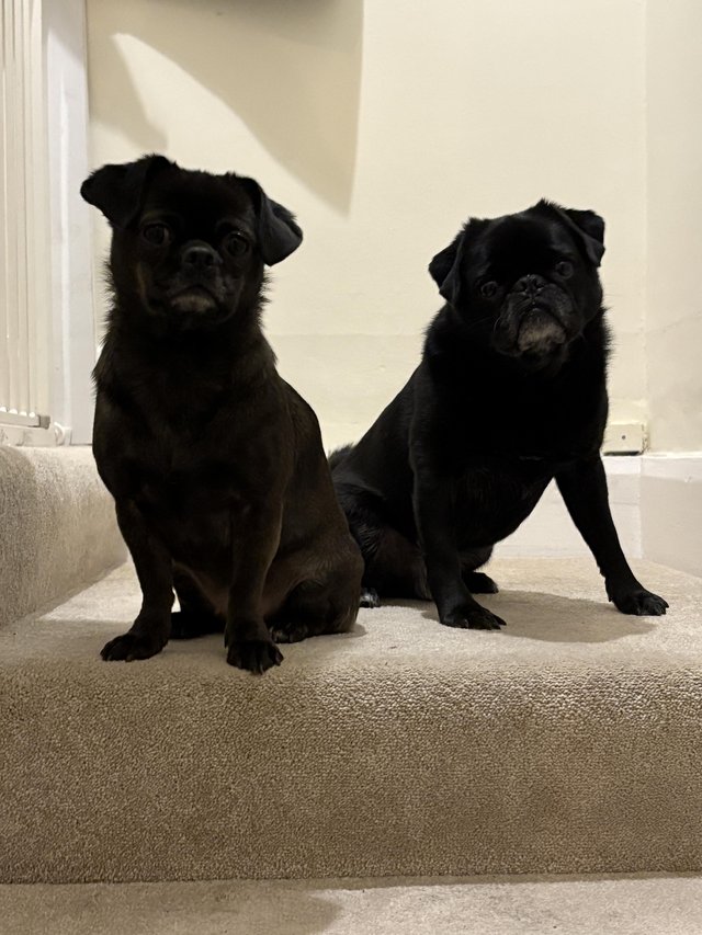 Local Classifieds | Preloved