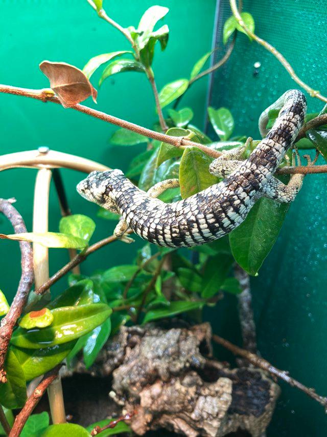 Arboreal alligator lizard (Abronia taeniata) For Sale in Deeside ...