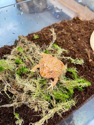 Urban Exotics Amphibian Stocklist June24 For Sale in Mansfield ...