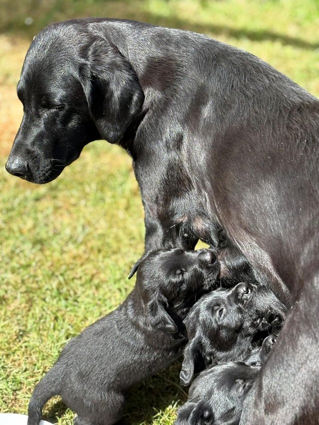 Local Classifieds | Preloved