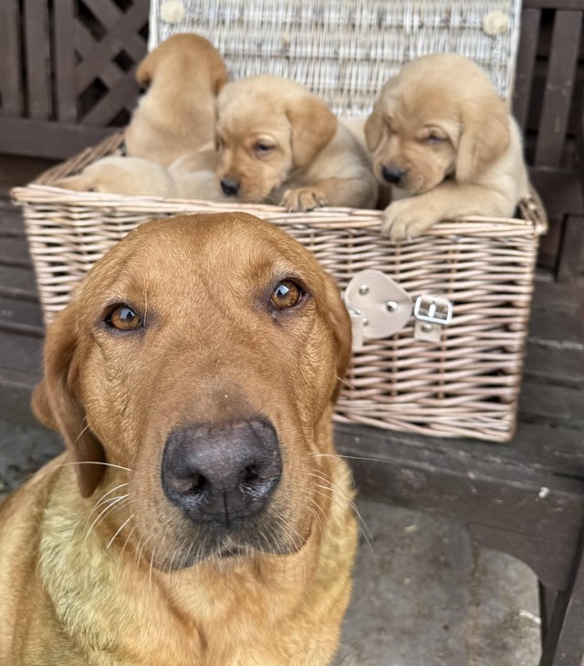 Local Classifieds | Preloved