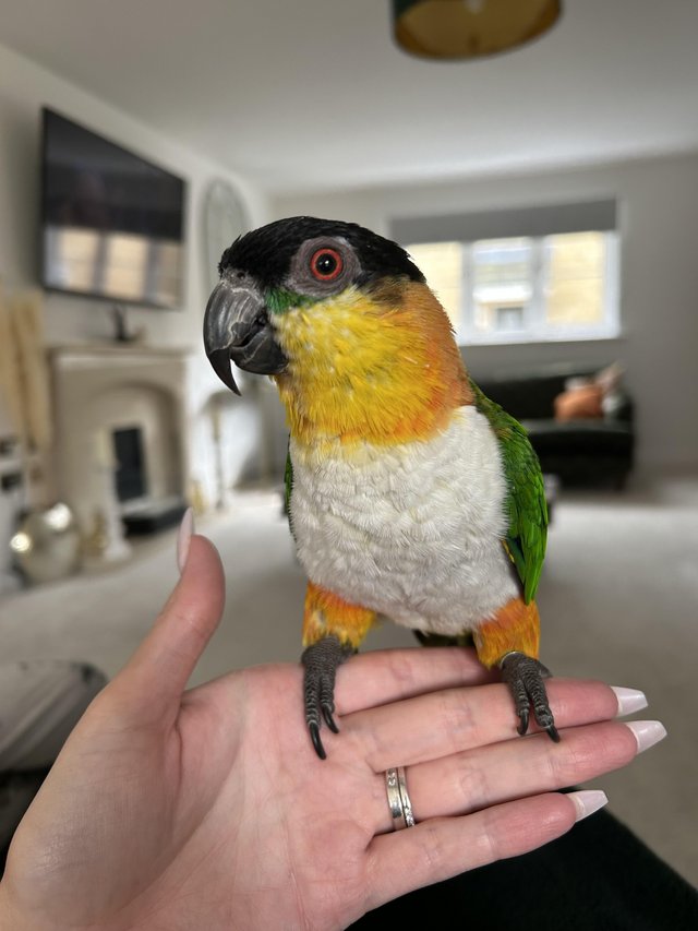 Local Classifieds | Preloved