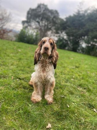 2 Boys Cocker Spaniel Chocolate Sable For Sale in Aberystwyth ...