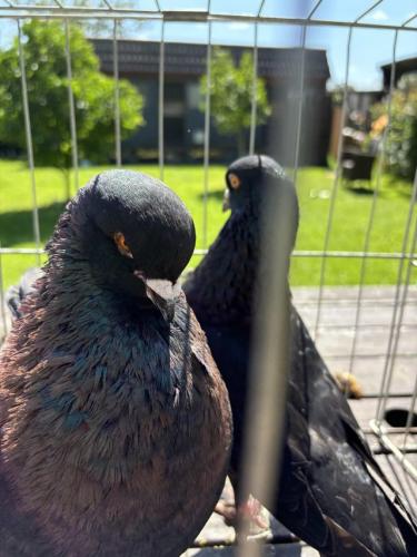 Madina pigeons for sale For Sale in Uxbridge, Middx | Preloved
