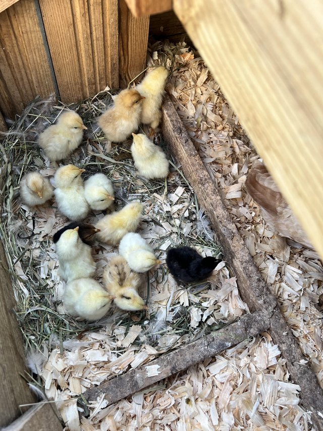 Local Classifieds | Preloved