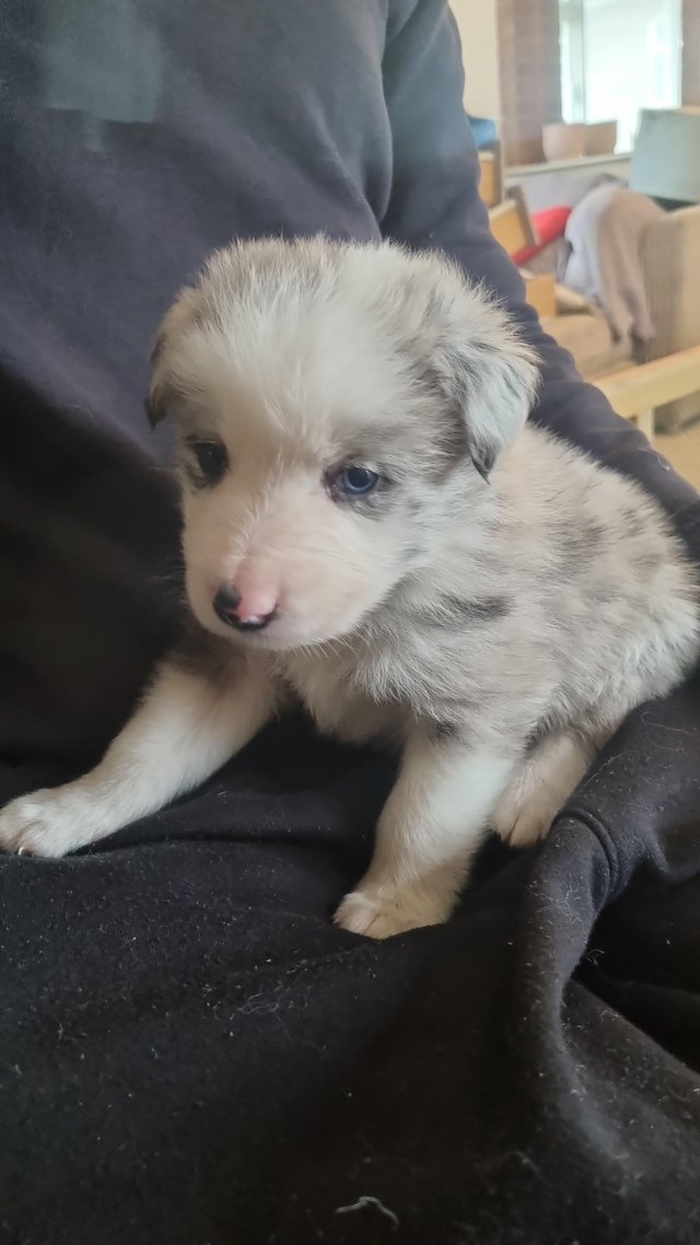 Local Classifieds | Preloved