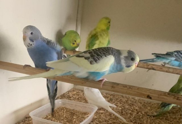 Local Classifieds | Preloved