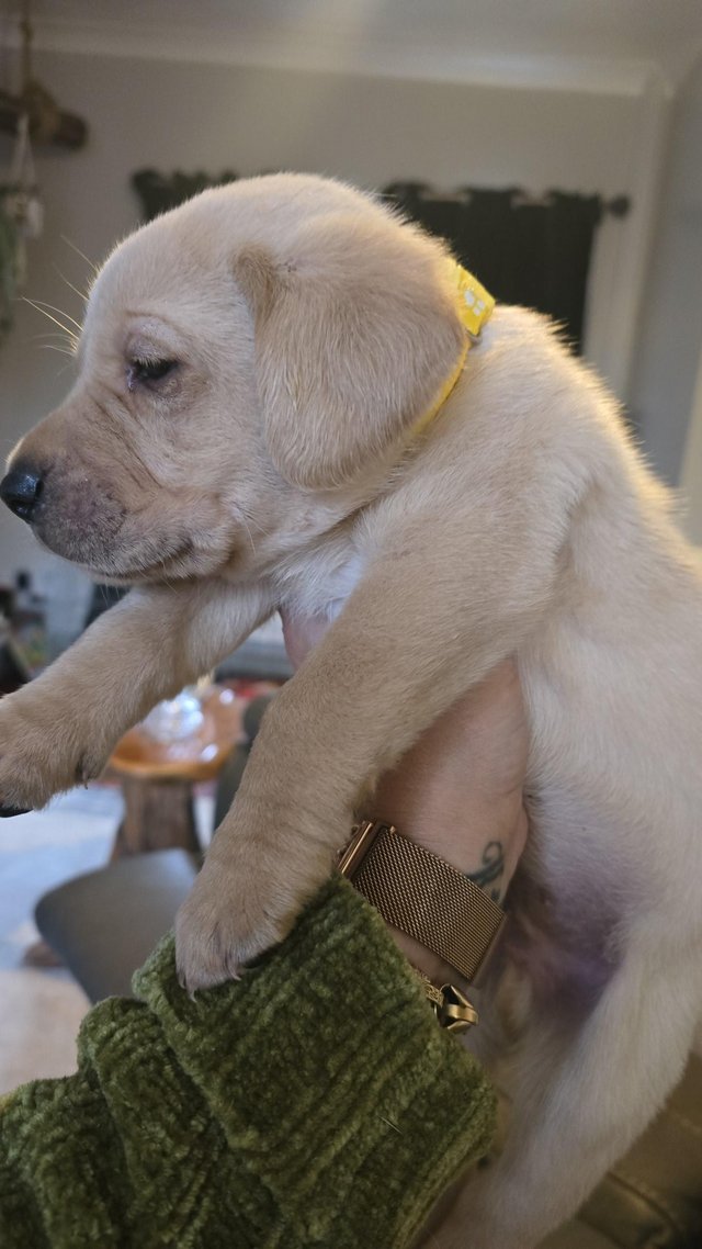 Local Classifieds | Preloved