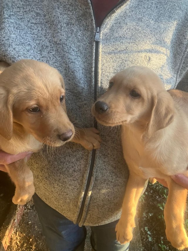 Local Classifieds | Preloved