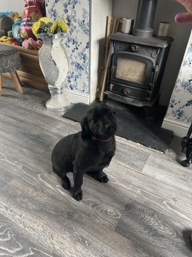 Adorable Labrador puppies 3 LEFT READY TO LEAVE For Sale in Bingham ...