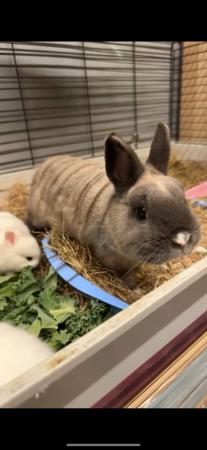 1 Gorgeous Blue eyed white Netherland Dwarf baby Bunny For Sale in ...