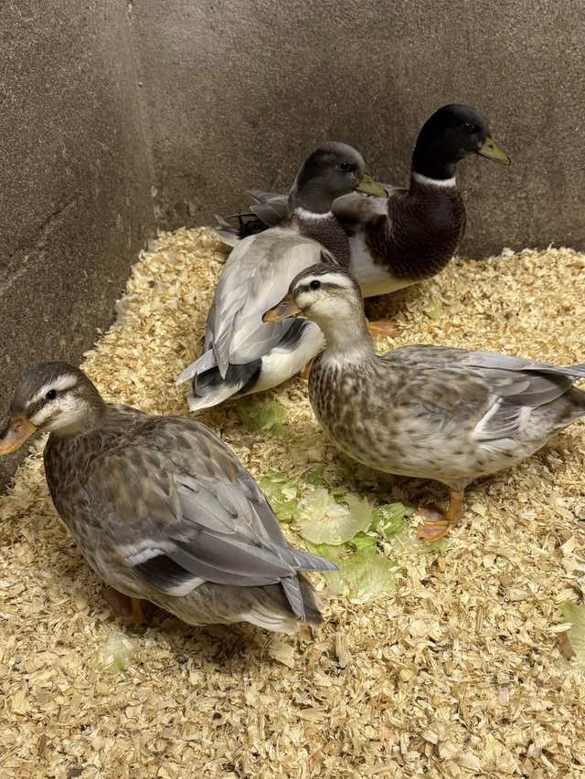 Local Classifieds | Preloved