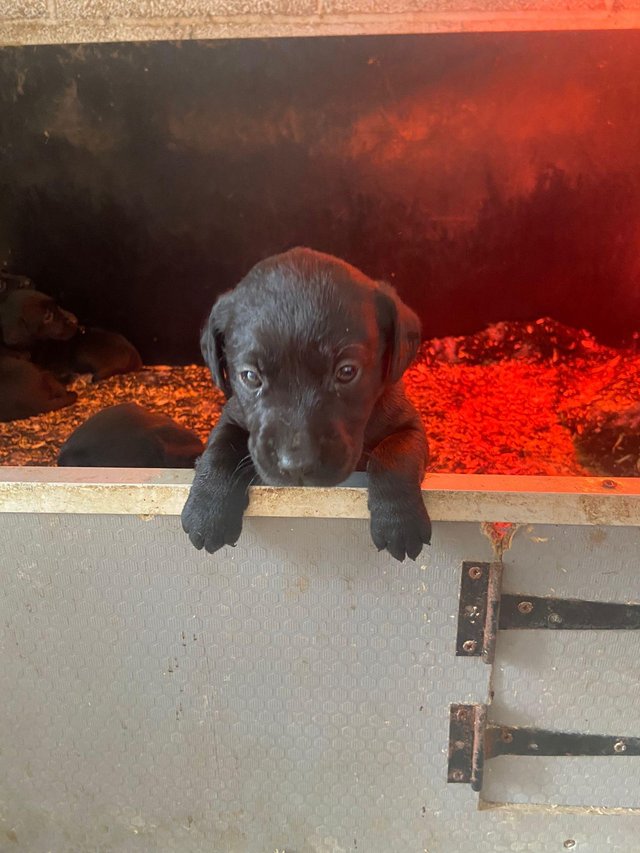 Local Classifieds | Preloved