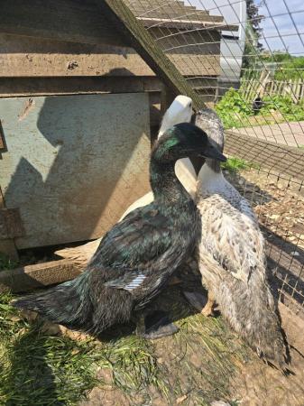 7 week old Ducks - Various Varietys For Sale in Rye, East Sussex | Preloved