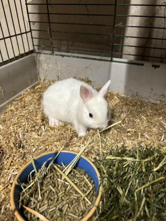 Gorgeous blue eyed white Netherland dwarf RESERVED For Sale in Preston ...