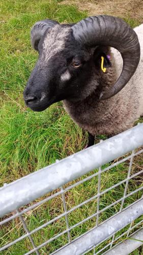 Pedigree Shearling Shetland Ram Sire placed 1st at G&S show For Sale in ...