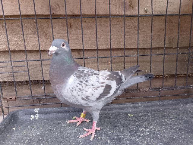 Racing pigeons available 2024 For Sale in Holywell, Wales | Preloved