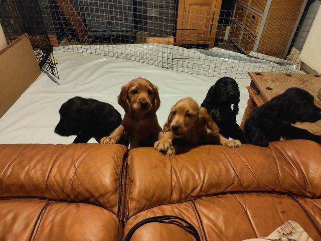 Local Classifieds | Preloved