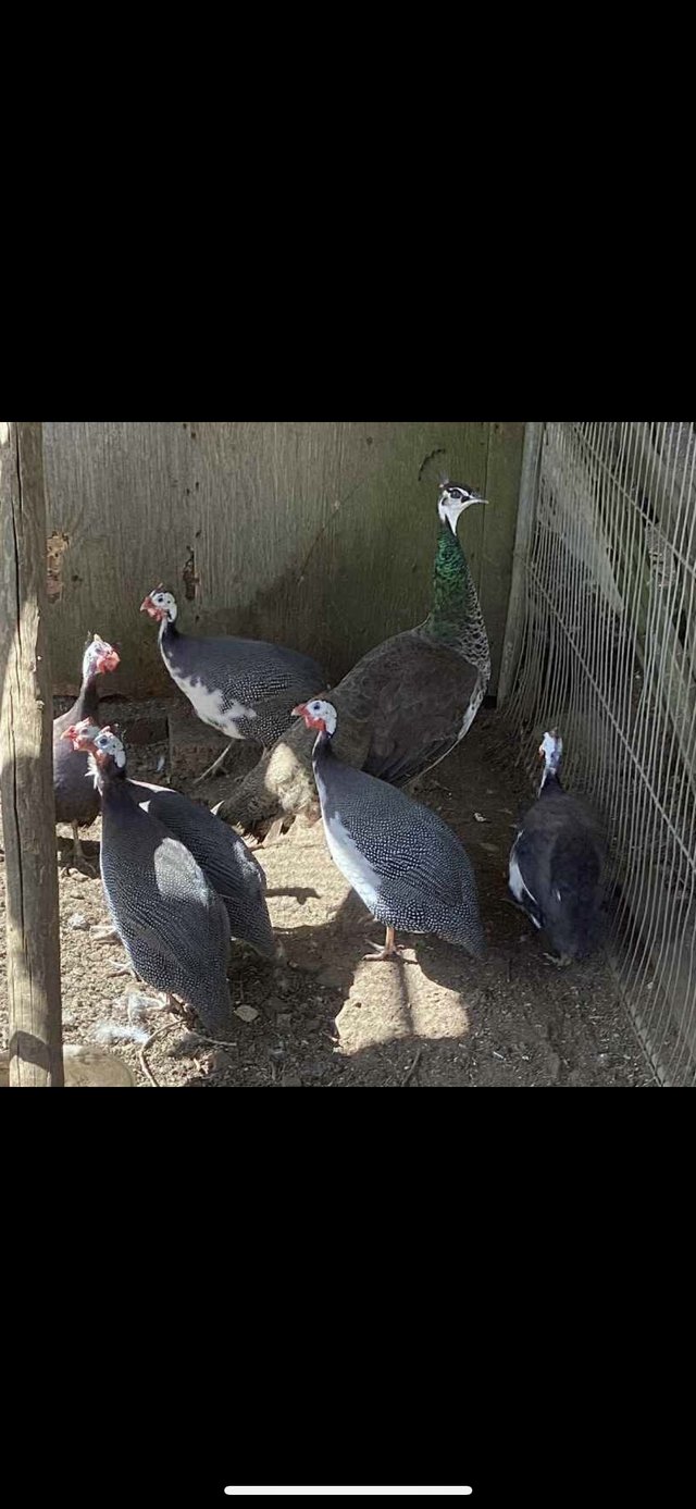 Local Classifieds | Preloved