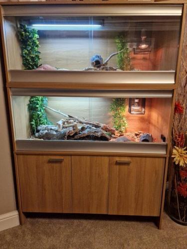 2 Corn Snakes, 2 Full Setups, Large Oak Vivariums For Sale in Mansfield ...