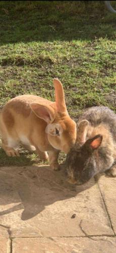 Eight month old male Rex rabbit For Sale in Basildon, Essex | Preloved