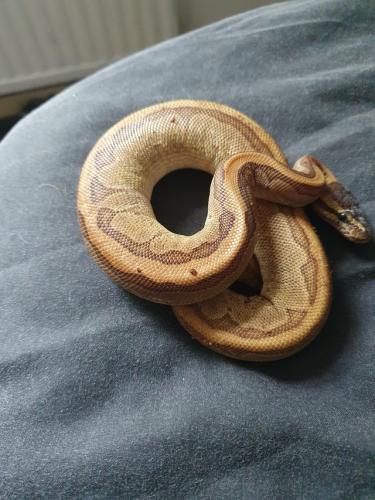 Male enchi yb royal pythons For Sale in Bolton, Lancs | Preloved