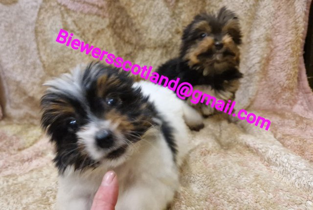 biewer terriers (colourful Yorkshire yorkies) Ready now For Sale in ...