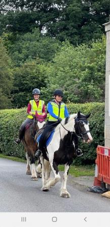 15HH MW Piebald Cob Gelding For Sale in Doncaster, Nottinghamshire ...