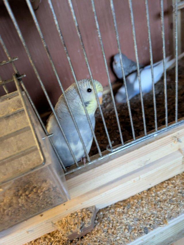 Local Classifieds | Preloved