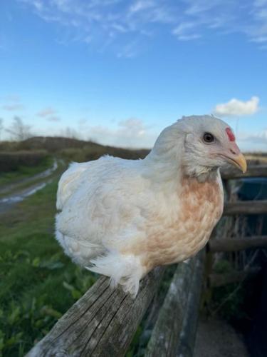 Araucana point of lay pullets For Sale in Beaworthy, Devon | Preloved