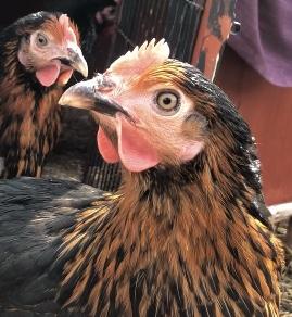 Pol hybrid hens ready now For Sale in Boston, Lincolnshire | Preloved