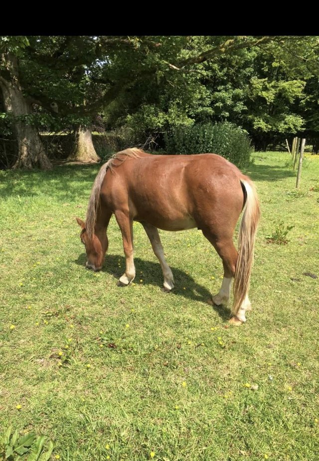 Local Classifieds | Preloved