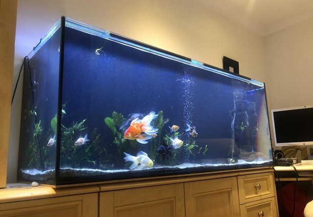 500l glass fish tank including accessories For Sale in Kenilworth ...