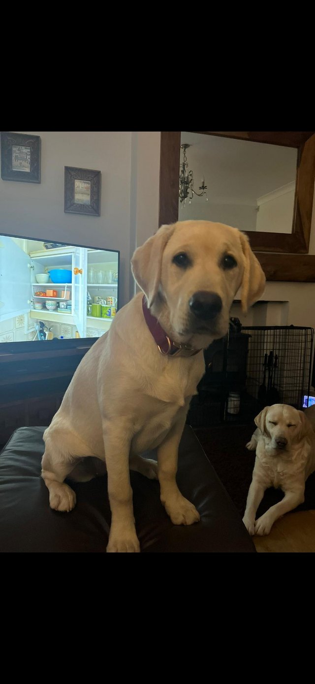 Local Classifieds | Preloved