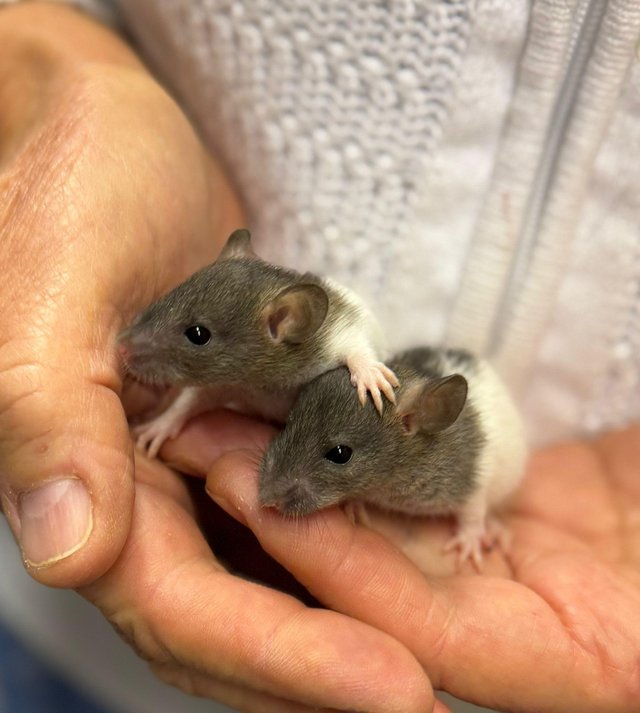 Local Classifieds | Preloved