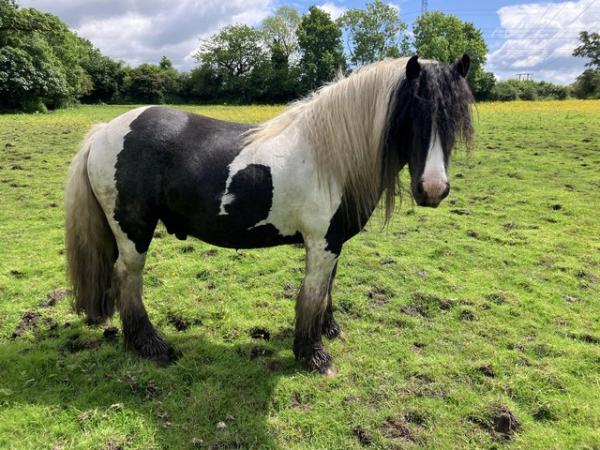 Piebald gelding 5yrs old Gypsy Cob For Sale in Broseley, Shropshire ...