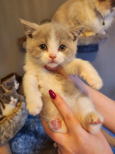 Ready - rare bicolour bsh kittens For Sale in Gainsborough ...