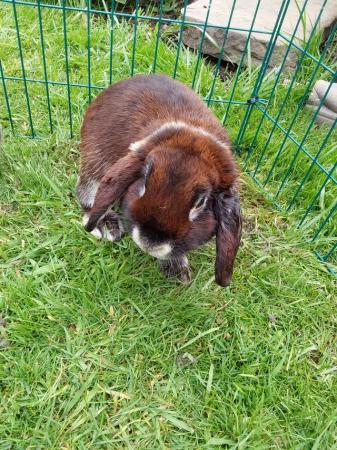 Two beautiful male rabbits For Sale in Rotherham, South Yorkshire ...