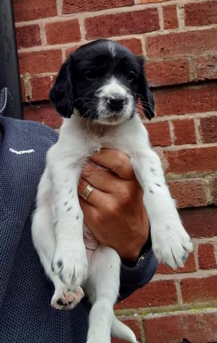2 Stunning Springer Spaniel x Cockerpoo pups. For Sale in Derby ...