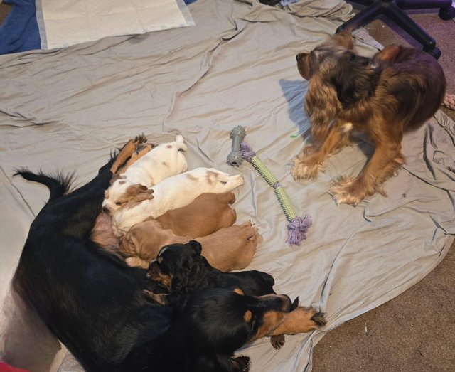 Local Classifieds | Preloved