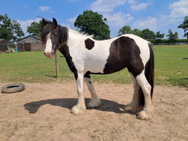 3 year old, cob pony mare project. Standing at 13hh For Sale in Codsall ...