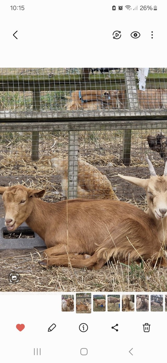 Local Classifieds | Preloved