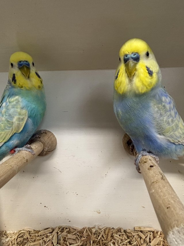 Local Classifieds | Preloved