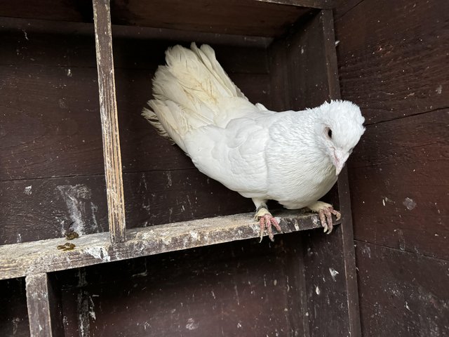 Tumbler pigeons and fan tails For Sale in Peterlee, Co Durham | Preloved
