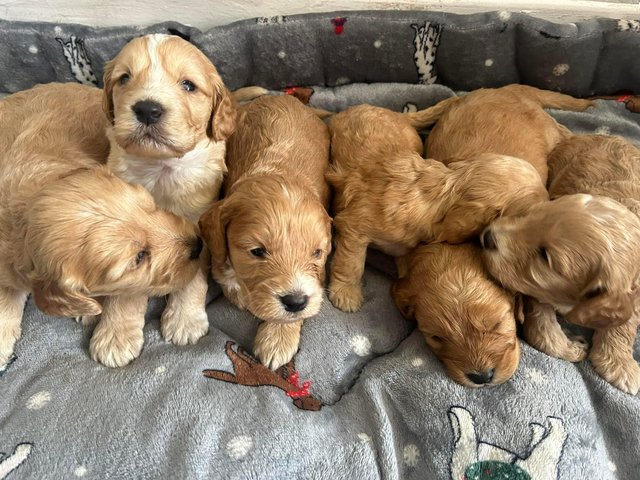 F1 Cockapoos Puppies (For Sale) For Sale in Ashington, Northumberland ...