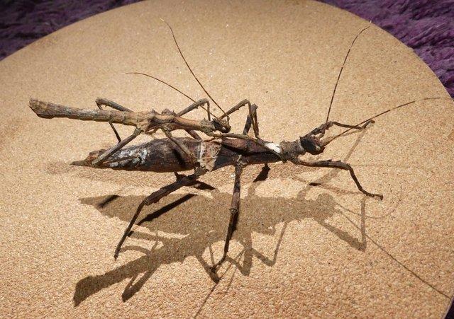 Sungaya Sunny and Sabah Stick Insect Nymphs For Sale in Swanley, Kent ...