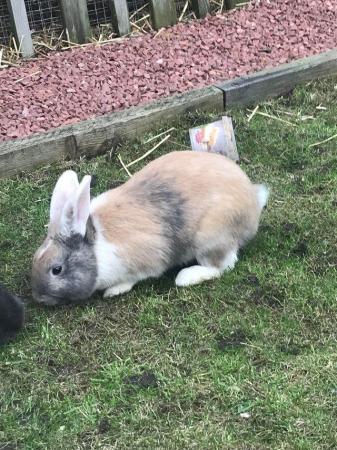 8 month old female rabbits for sale all raised at home For Sale in Rhyl ...