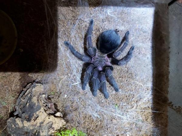 Phormictopus Dominican Violet/Purple Female Tarantula. For Sale in ...