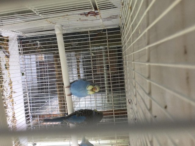 Tippler pigeons wanted . Wanted in Norwich Norfolk, Norfolk | Preloved